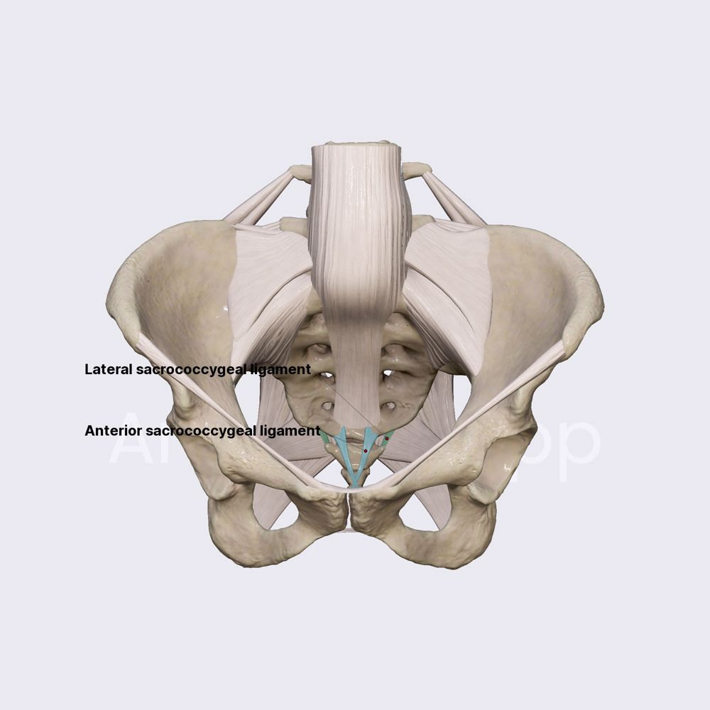 Sacrum Anatomy Ligaments