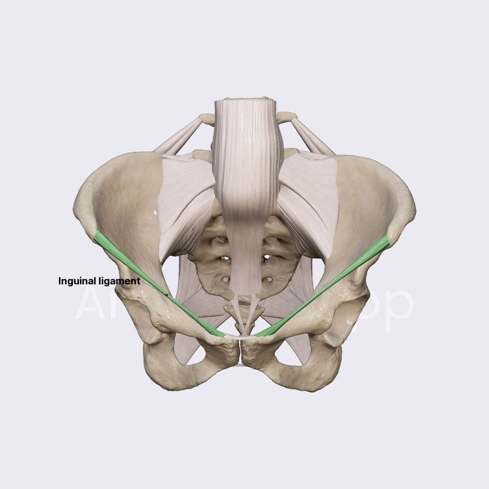 Inguinal Ligament Anatomy Muscles Of The Groin