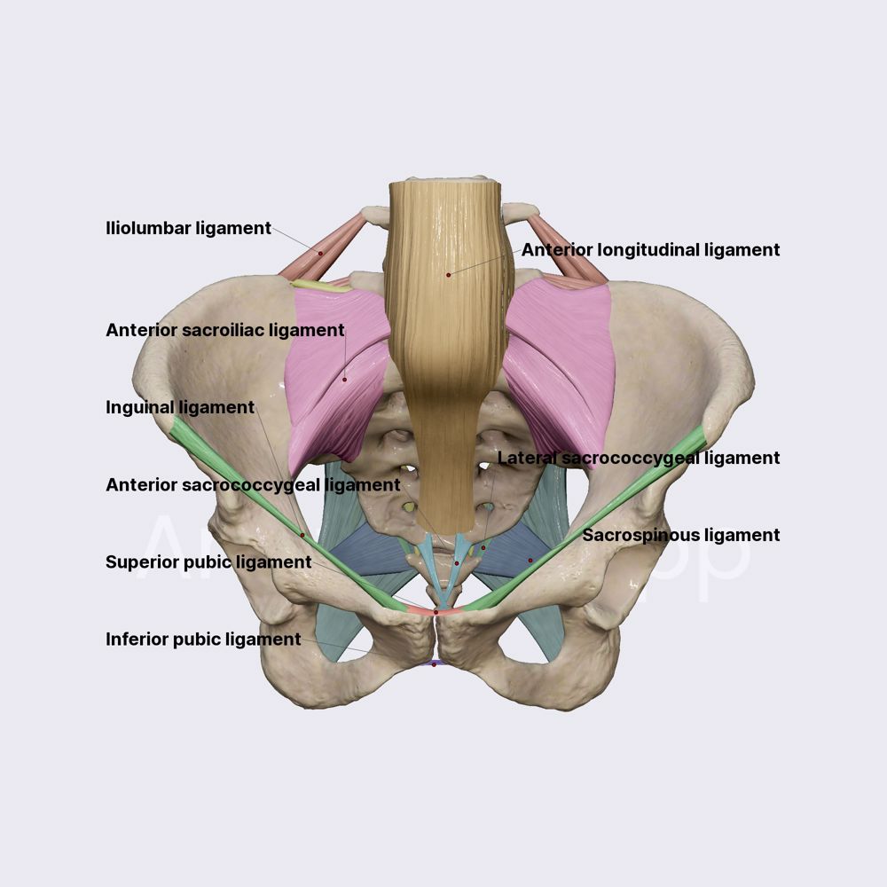 Ligaments Of The Pelvis Anterior Bony Pelvis: Ilium, Ischium, Pubis
