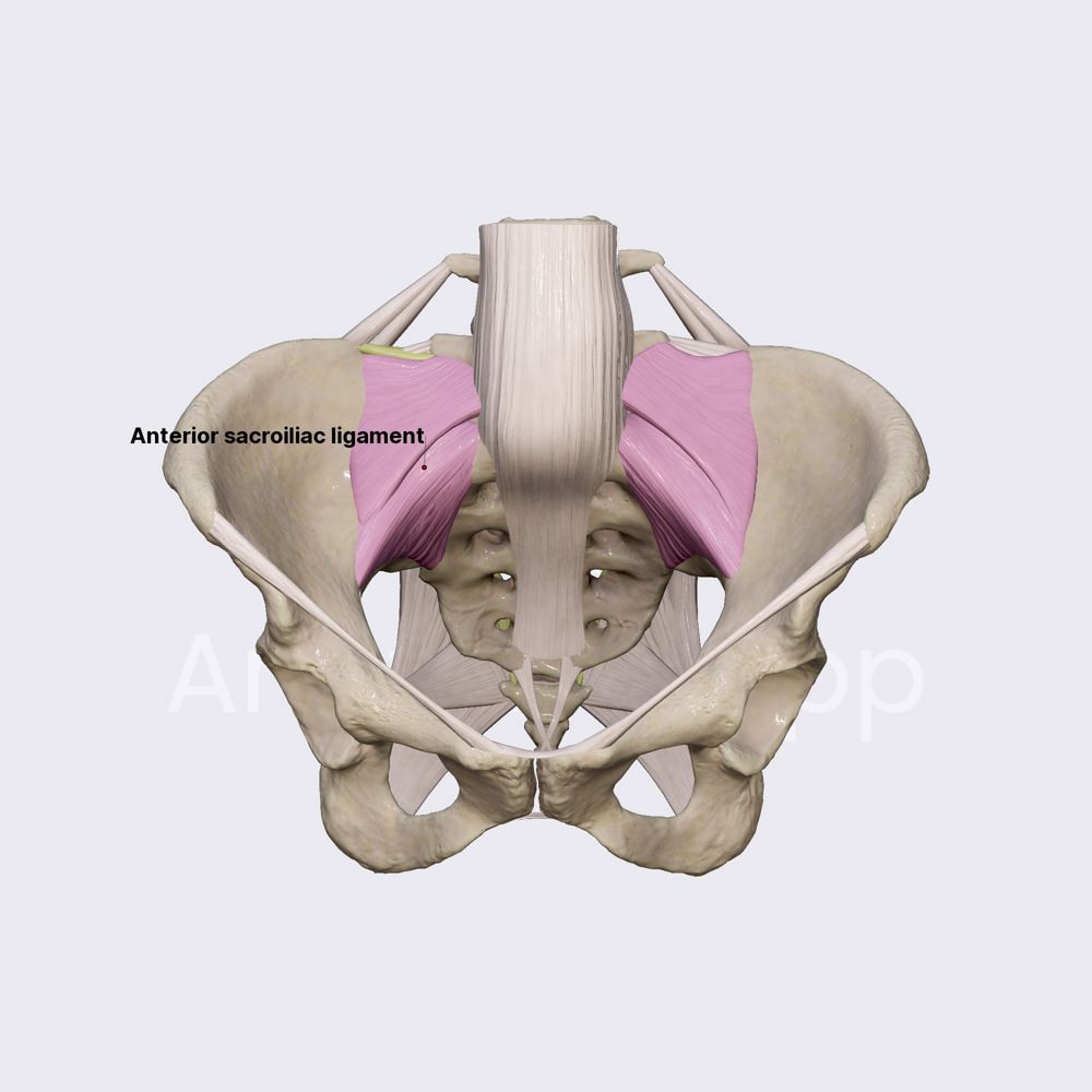 Sacroiliac Ligament