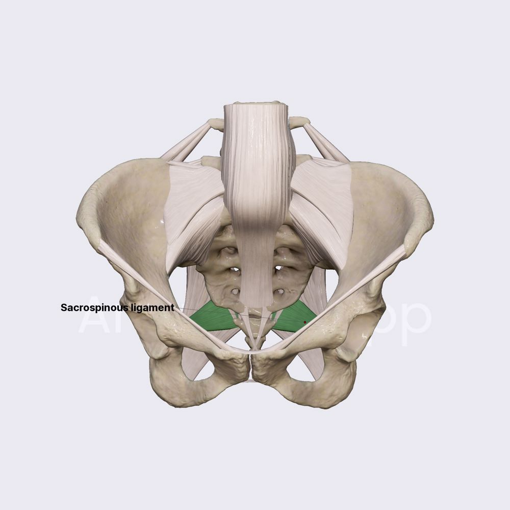 Sacrospinous Ligament Joint Report On Terminology For Surgical