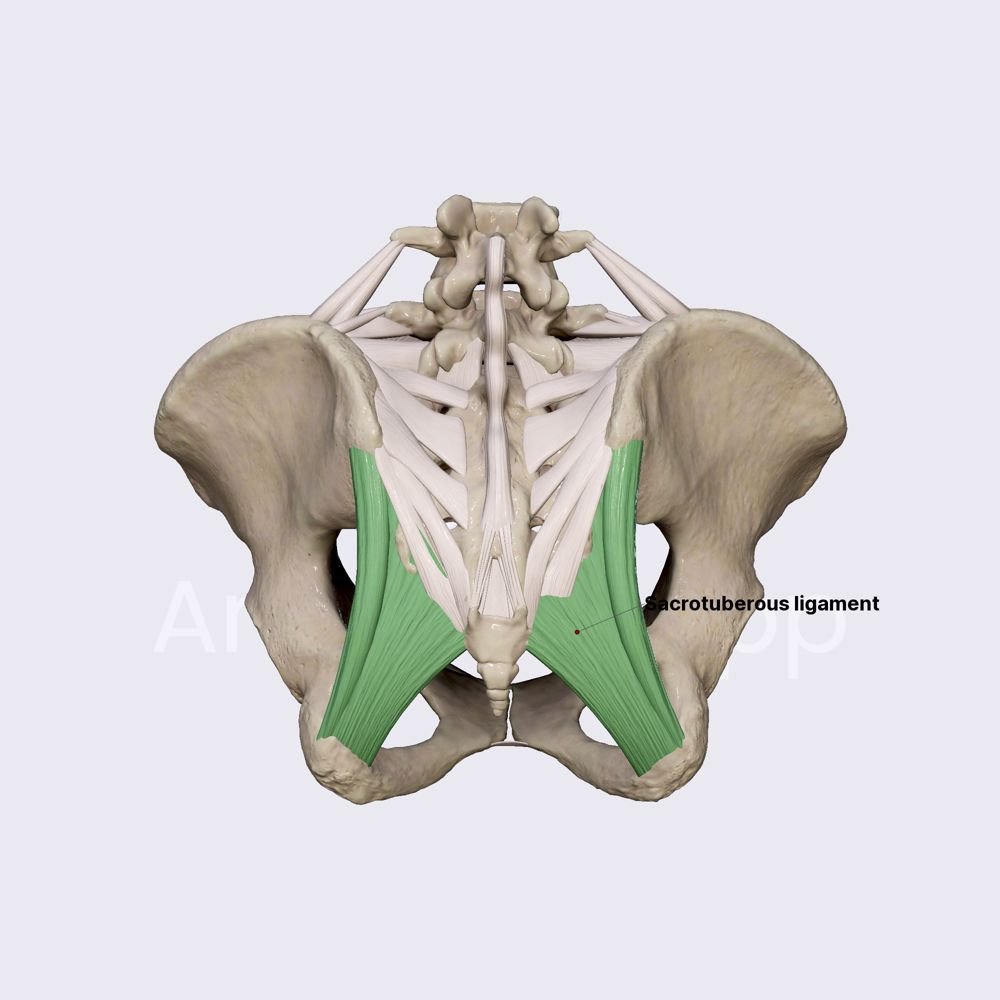 Ligament Sacrotuberous Jkns 2023 0166f1.gif