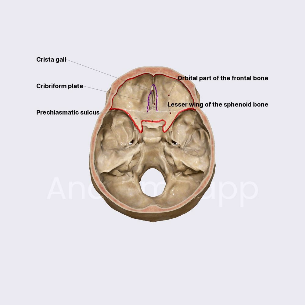 Cranial Fossa