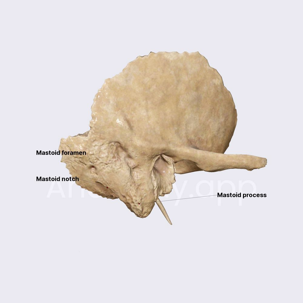 Mastoid Process