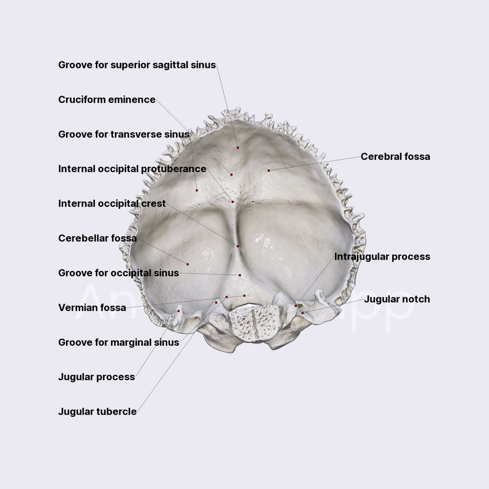 Occipital Bone Landmarks