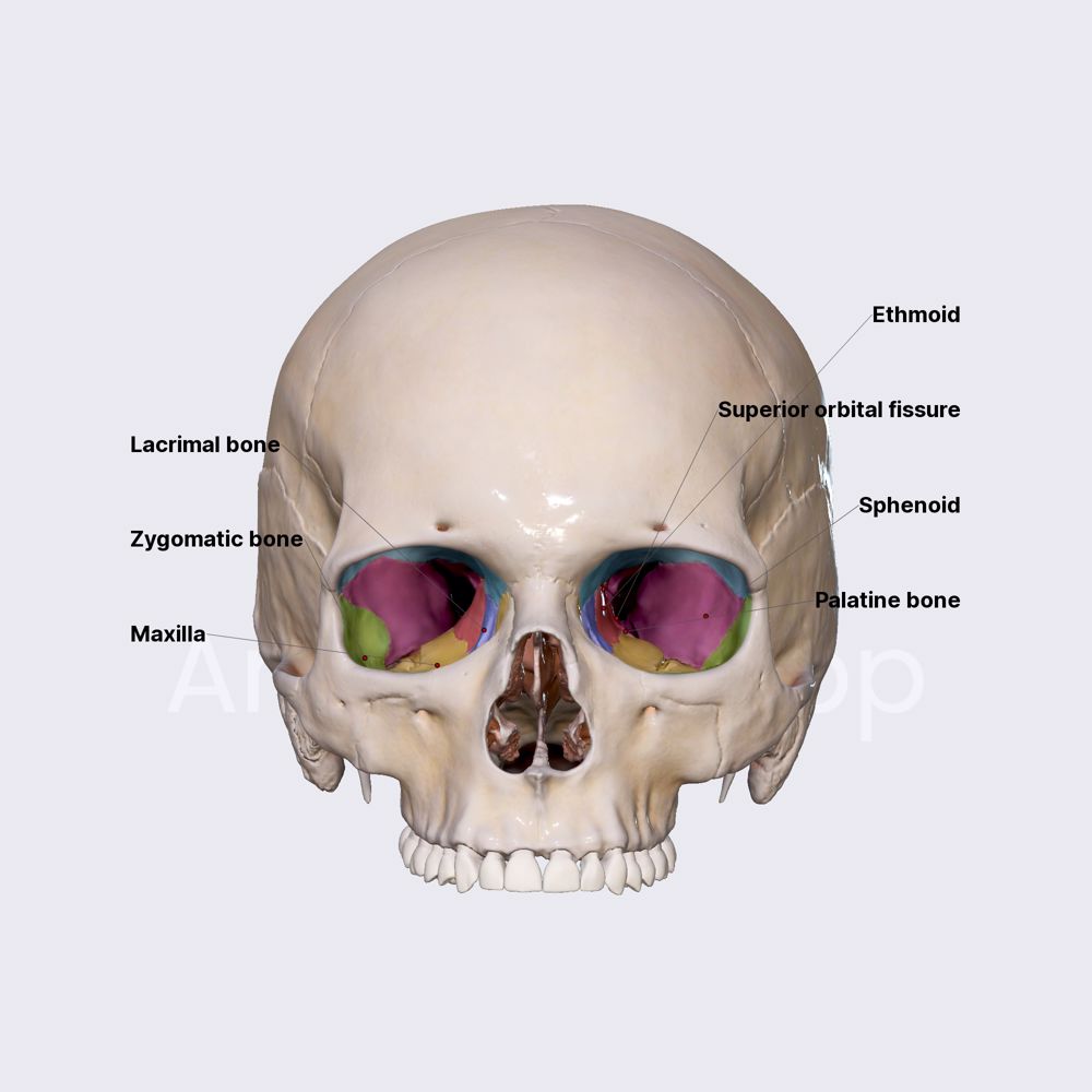 Orbital Bone Picture