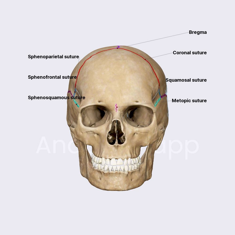 Image Result For Types Of Sutures In Skull Sutures
