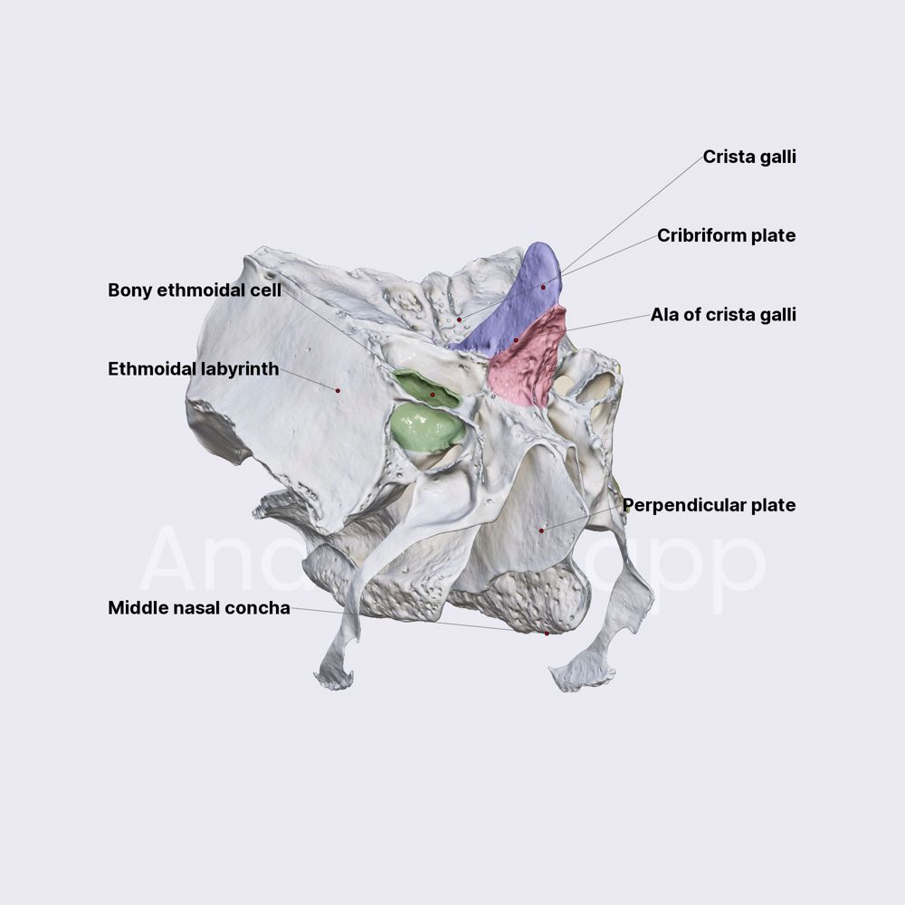 Anatomy Of Ethmoid Bone