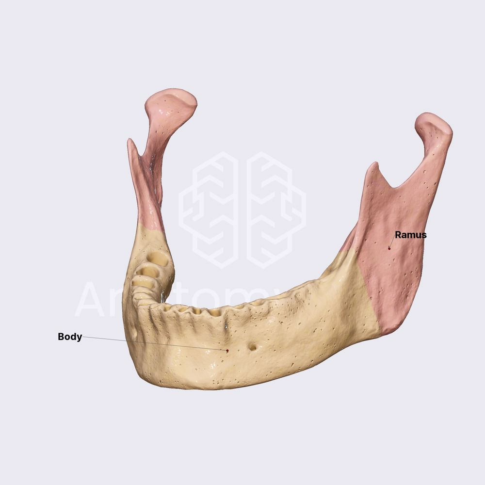 Mandible Bone Anatomy