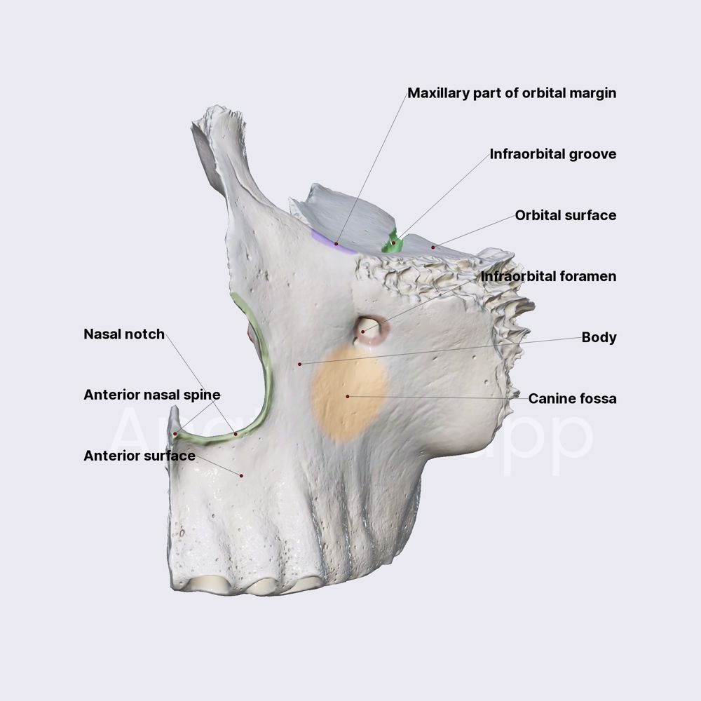 Maxilla Anatomy Diagram