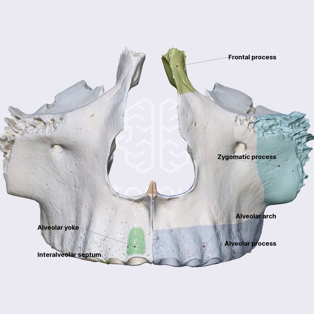 Maxillary Process Of The Zygomatic Bone