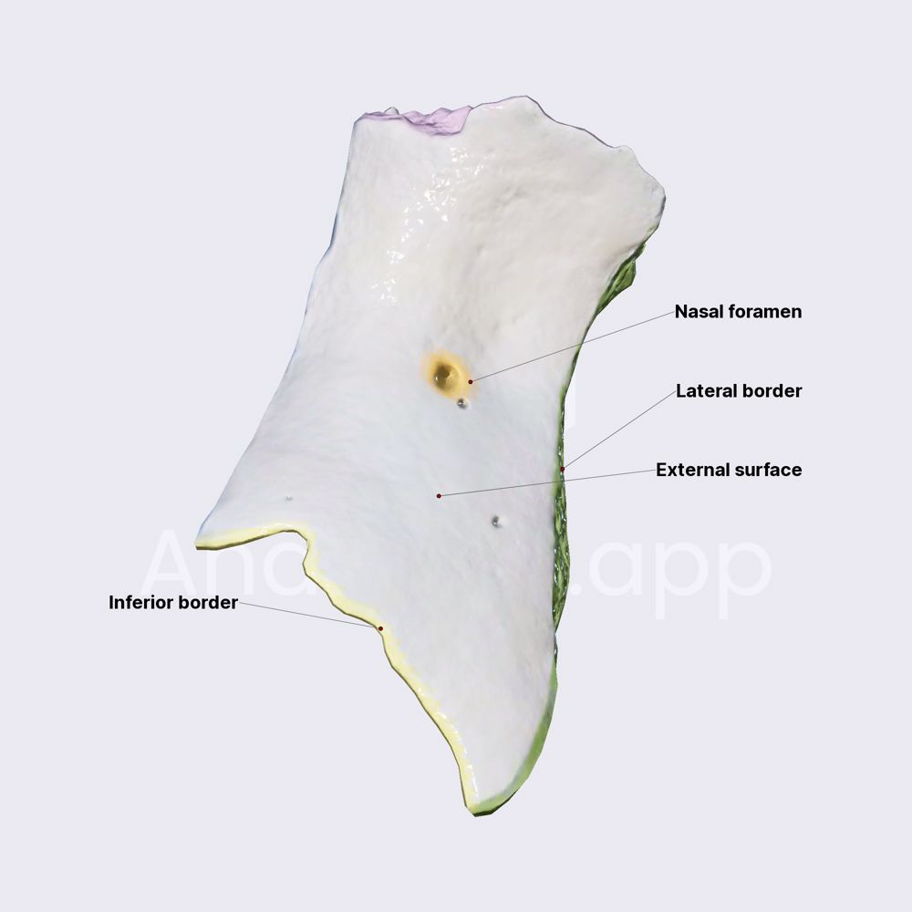 Nasal Bone Anatomy