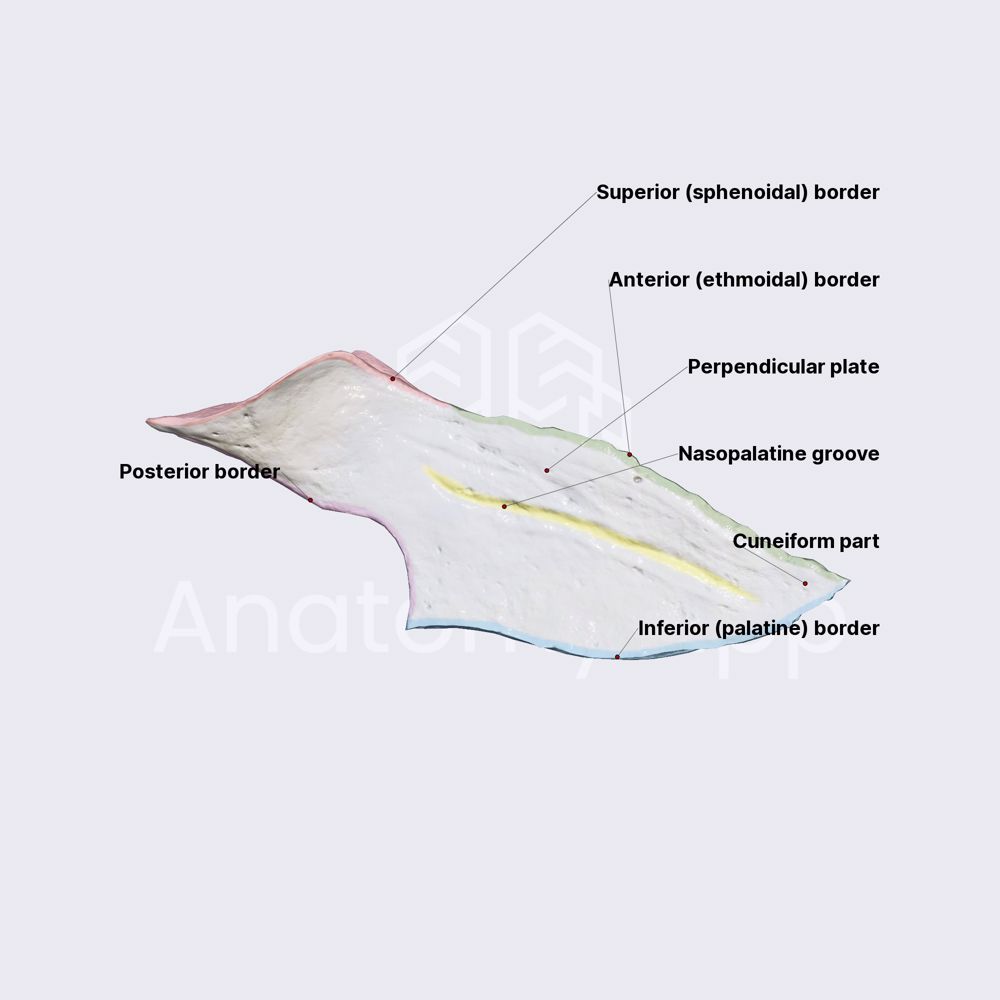 Vomer Perpendicular Lines