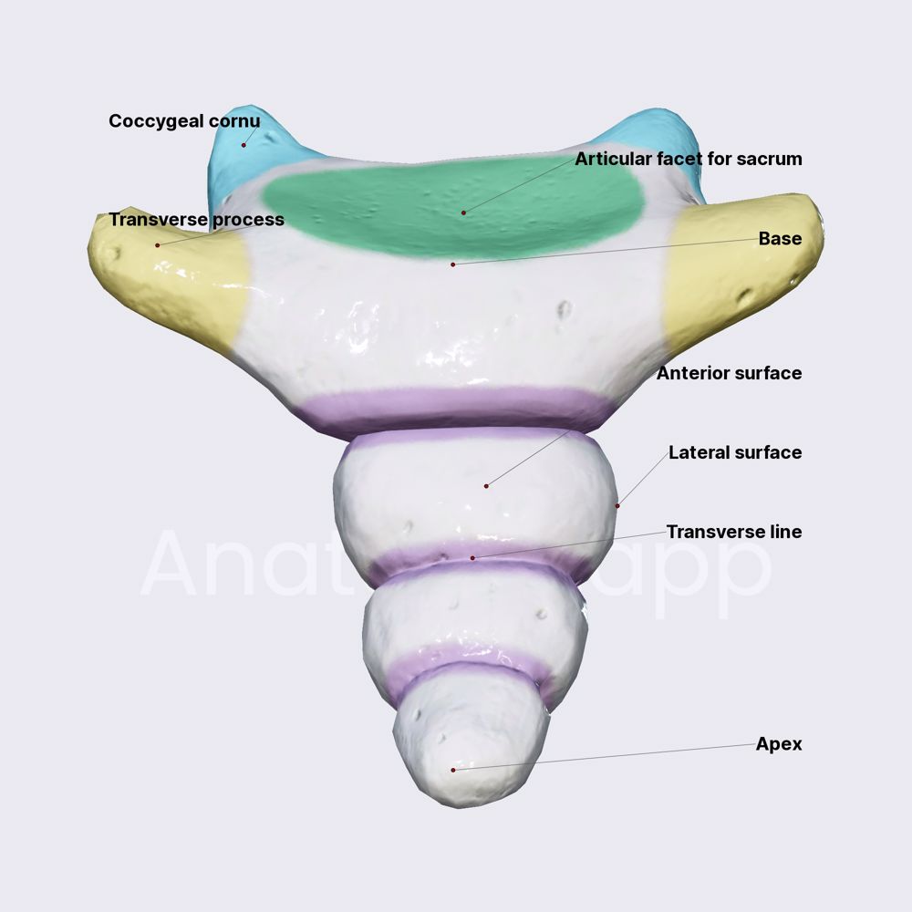 Coccyx Diagram
