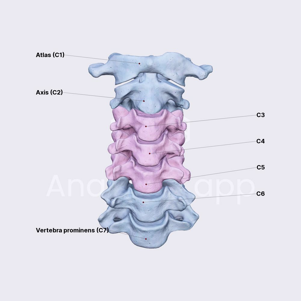 Cervical Vertebrae Atlas C1