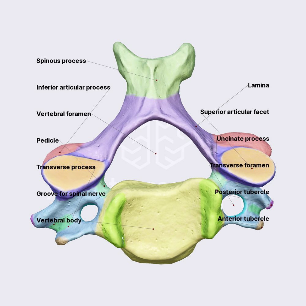 Cervical Vertebrae Labeled