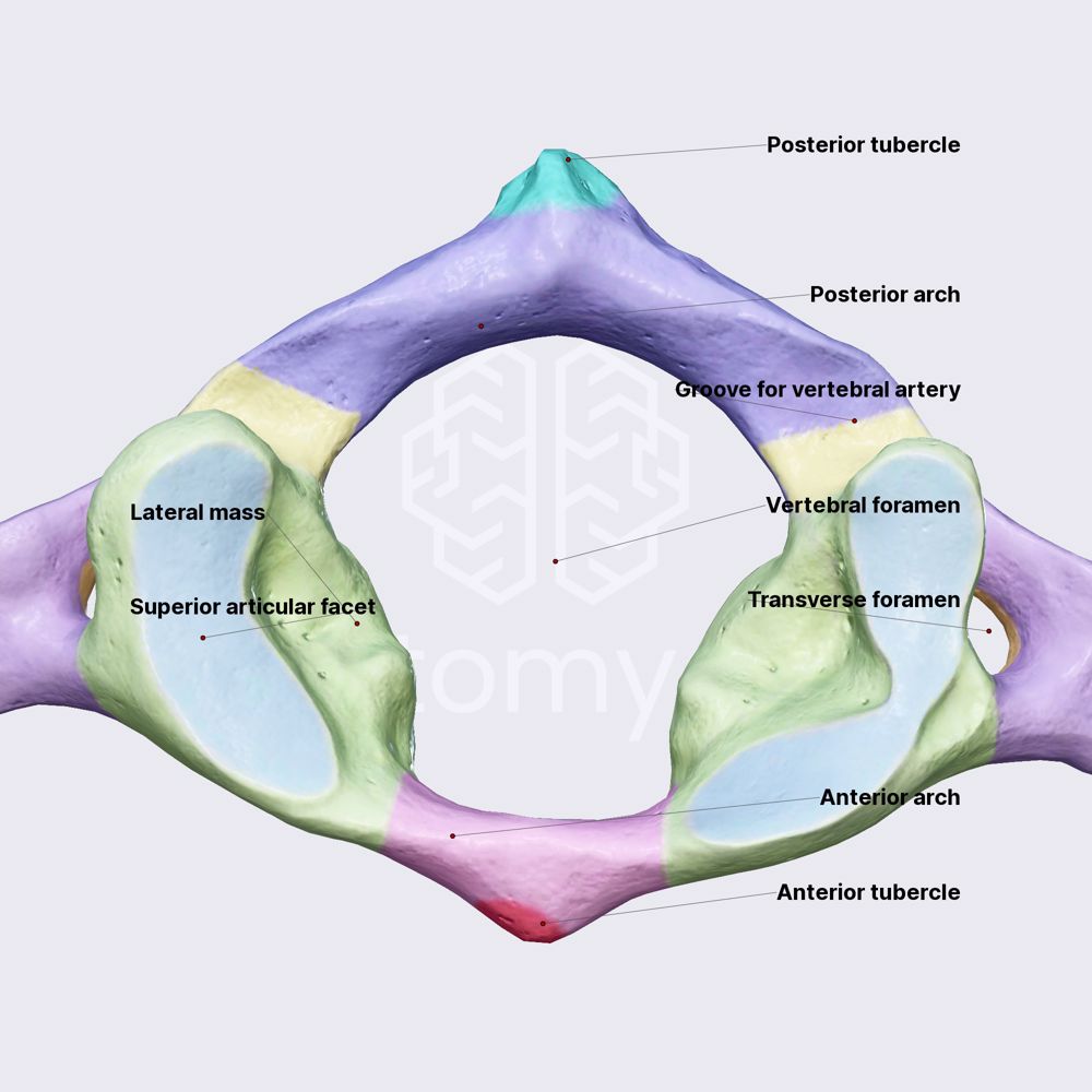 Atlas Vertebra Superior View
