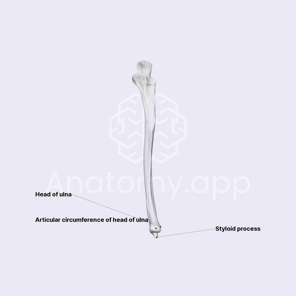 Anatomia Distal Da Ulna