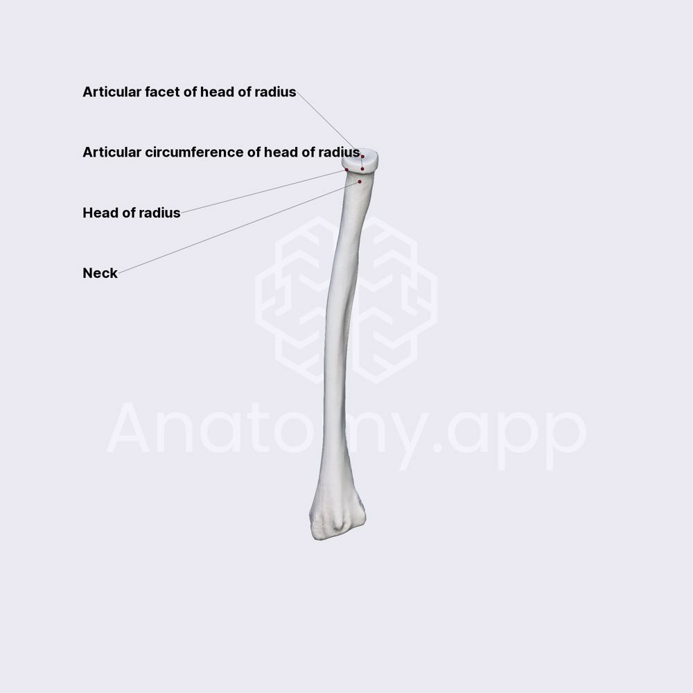 Radius Bone Diagram Unlabeled