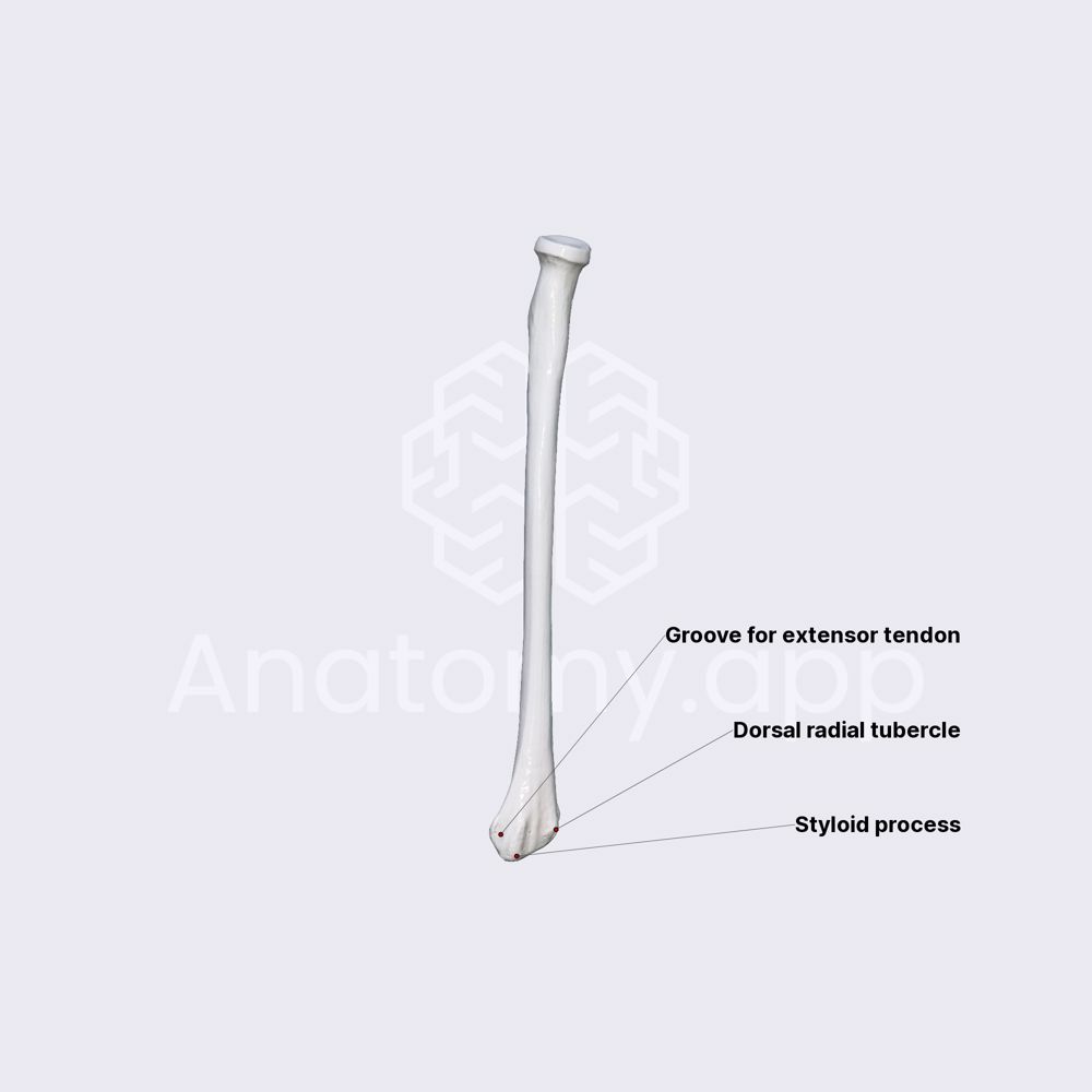 Radial Groove File:Radial Groove Continuing As Lateral Border Of Shaft