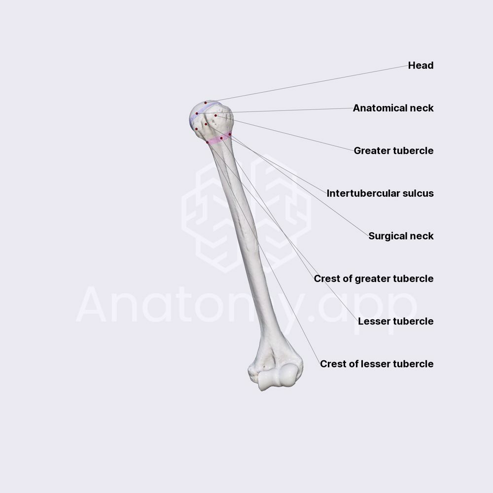 Humerus Labeled Diagram