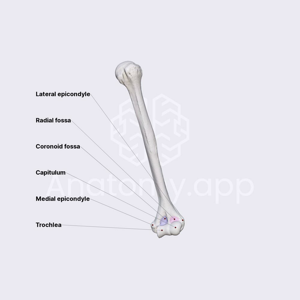 Labeled Humerus Bone Osteomyelitis Labeled Diagram Humerus Bone Stock