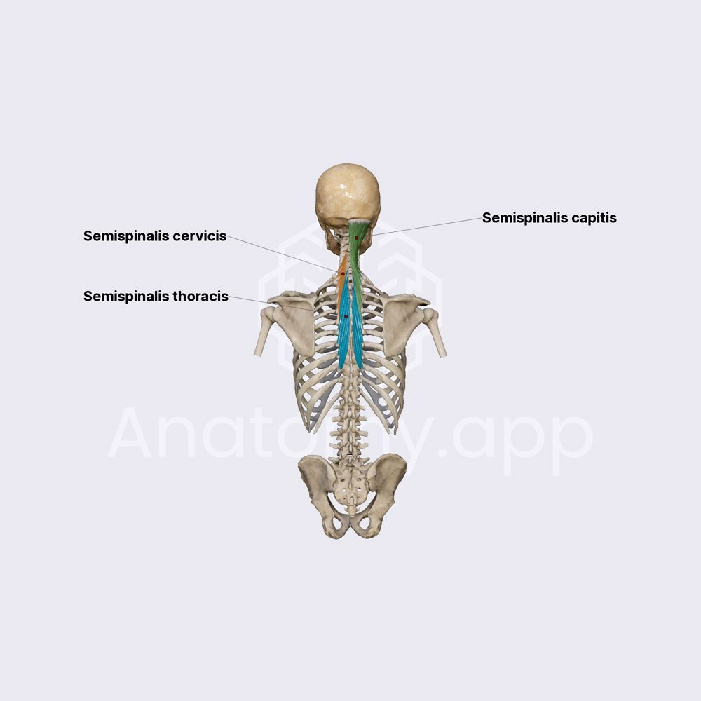 Rotatores Semispinalis The Role Of Transversus Abdominis (TrA) In