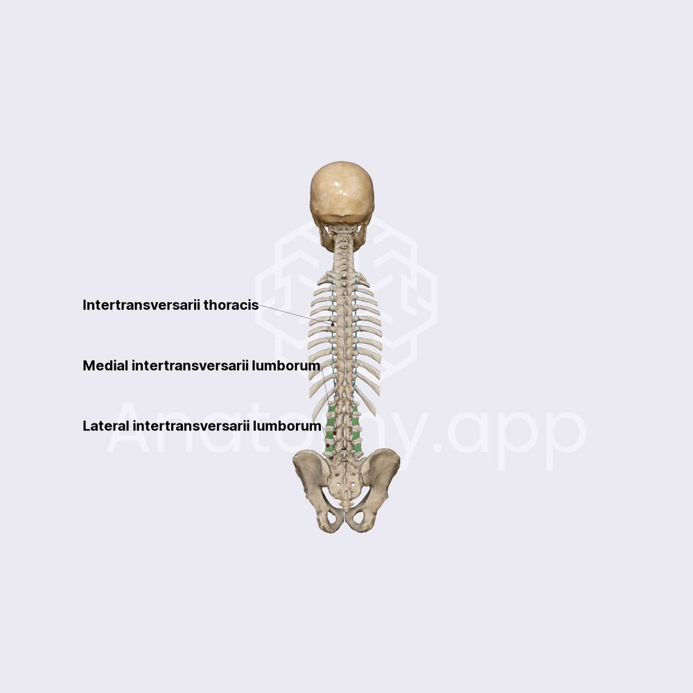 Muscles Of Back In Deep Layer Erector Spinae Muscles 11