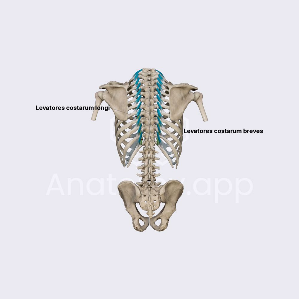 Levatores Costarum Pain