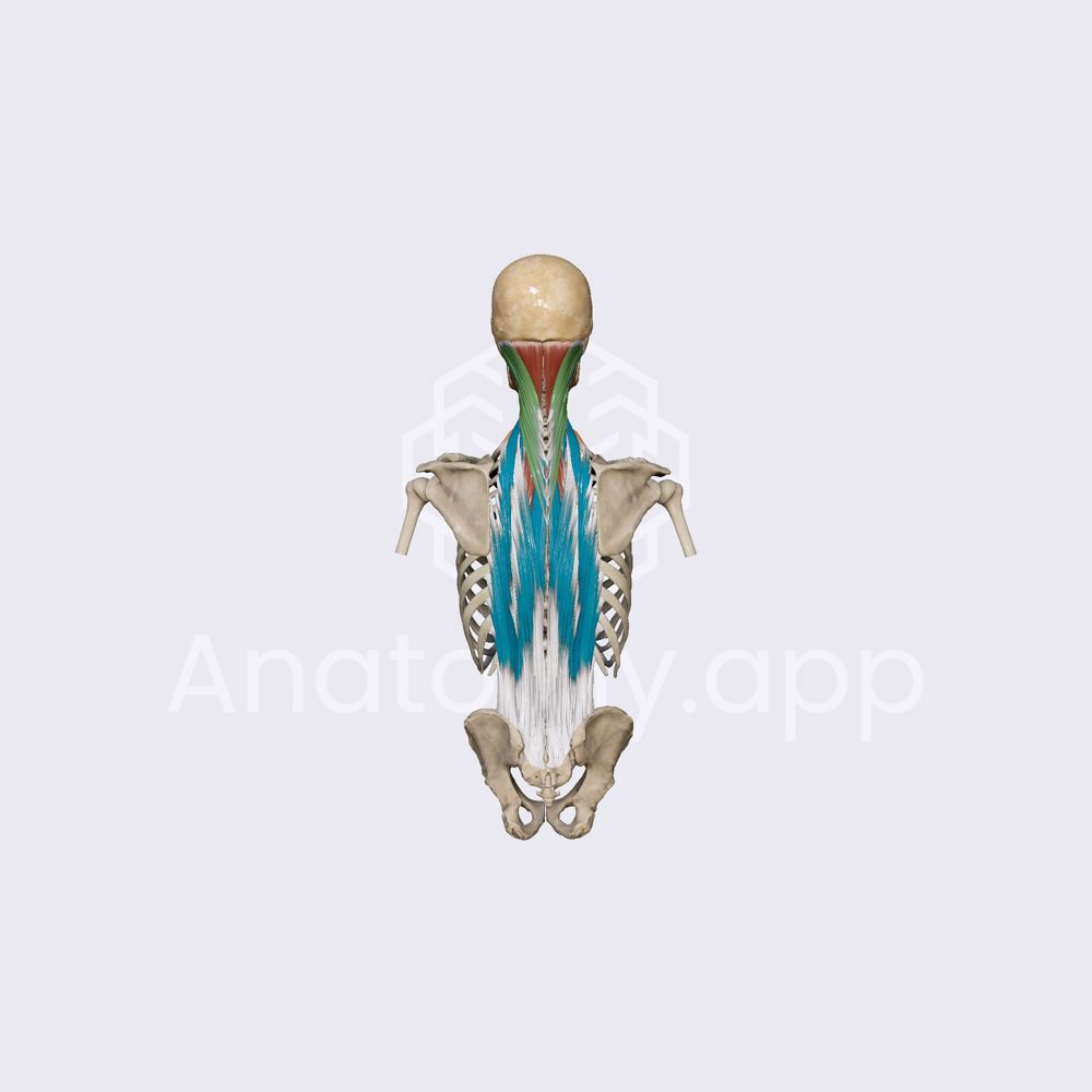 Muscles Of Back In Deep Layer Erector Spinae Muscles 11