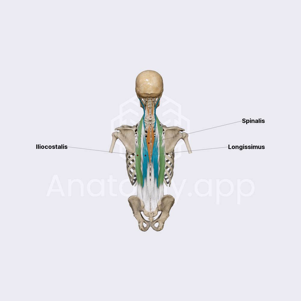 Anatomy Of Erector Spine Muscles Area Download