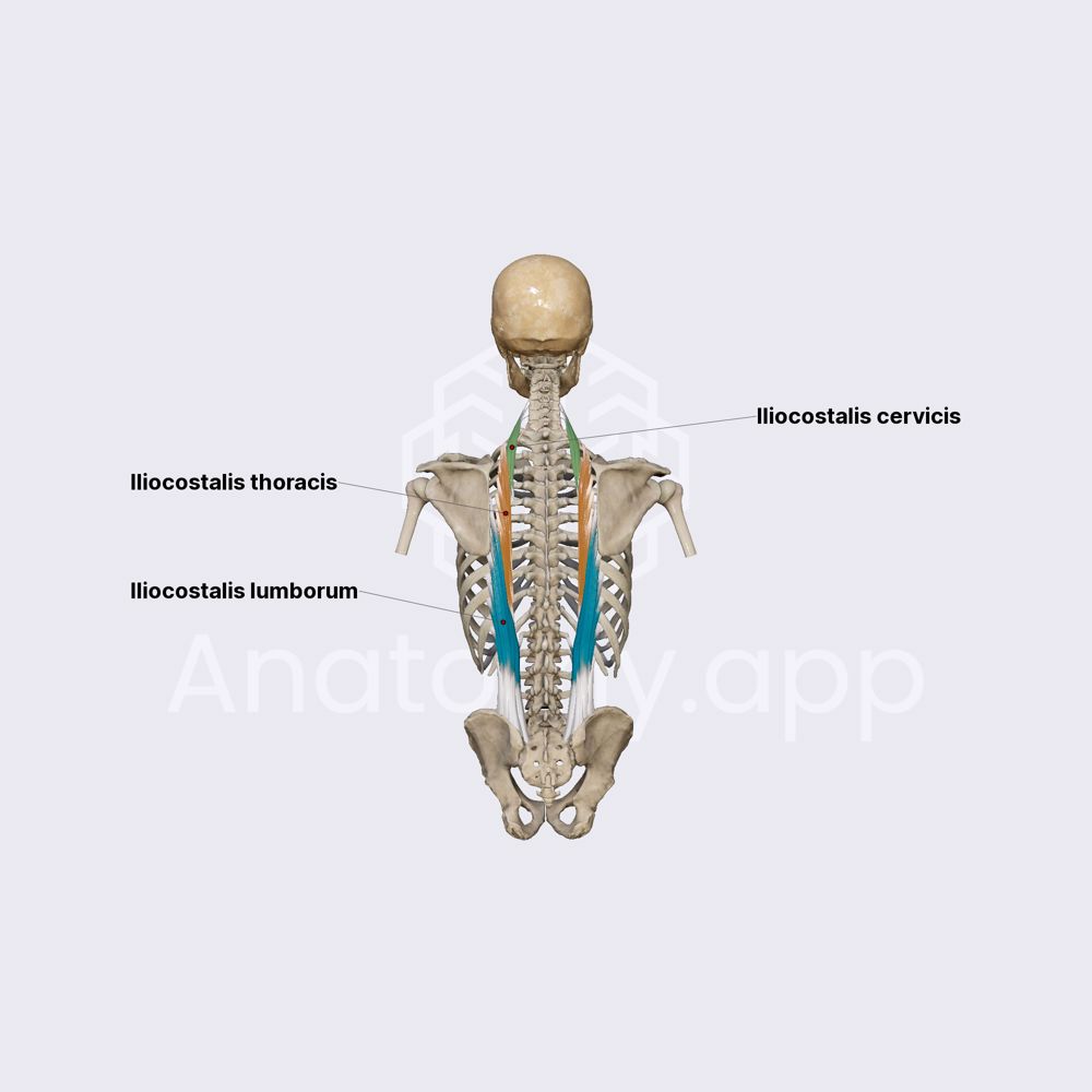 Iliocostalis Thoracis