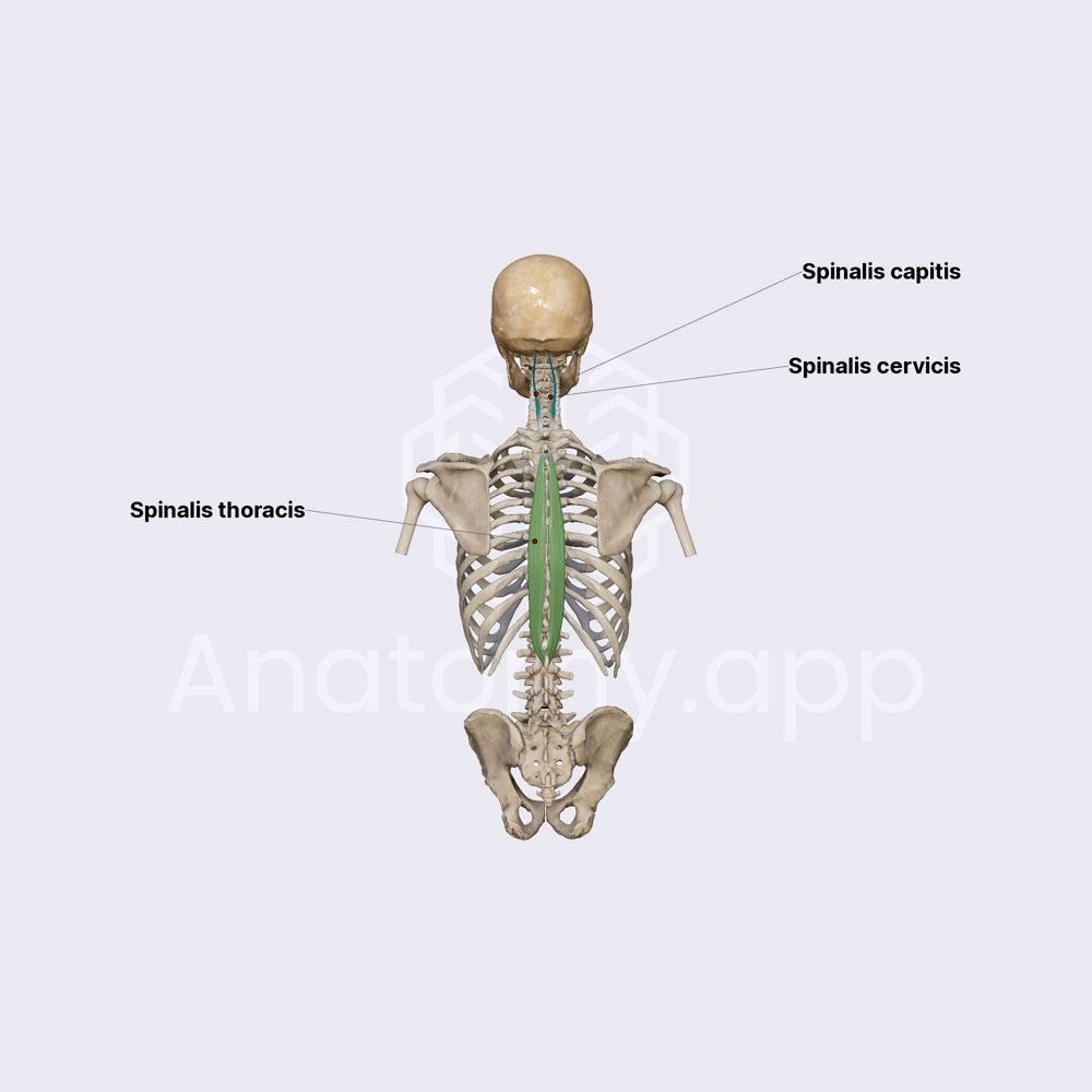 Muscles Of Back In Deep Layer Erector Spinae Muscles 11