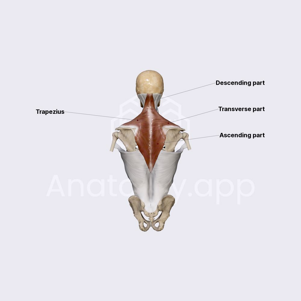 Trapezius Muscle Musings On Mechanics