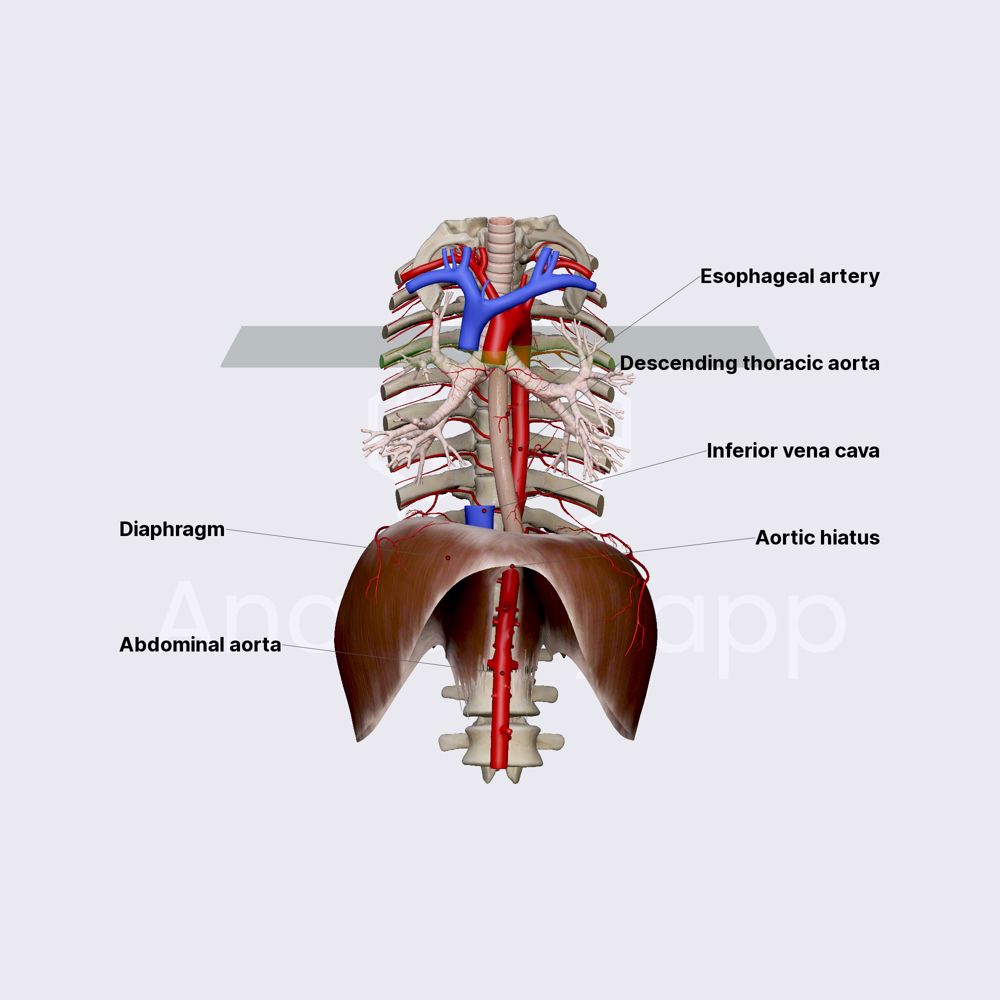Thoracic Aorta Branches