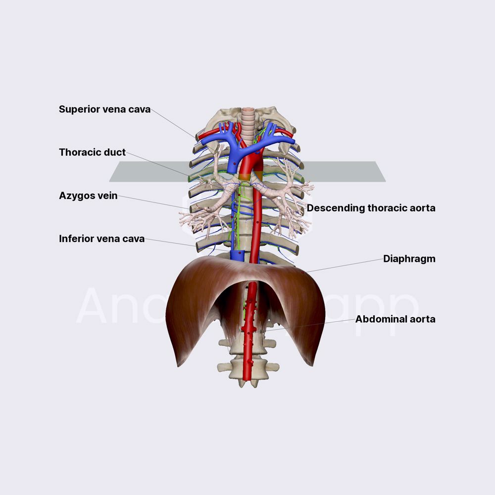 Azygos Vein Azygos Venous System Located On Either Stock Illustration