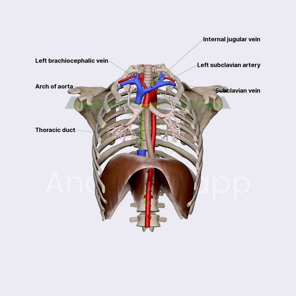 Still To Come Are Views Of The Thoracic Duct