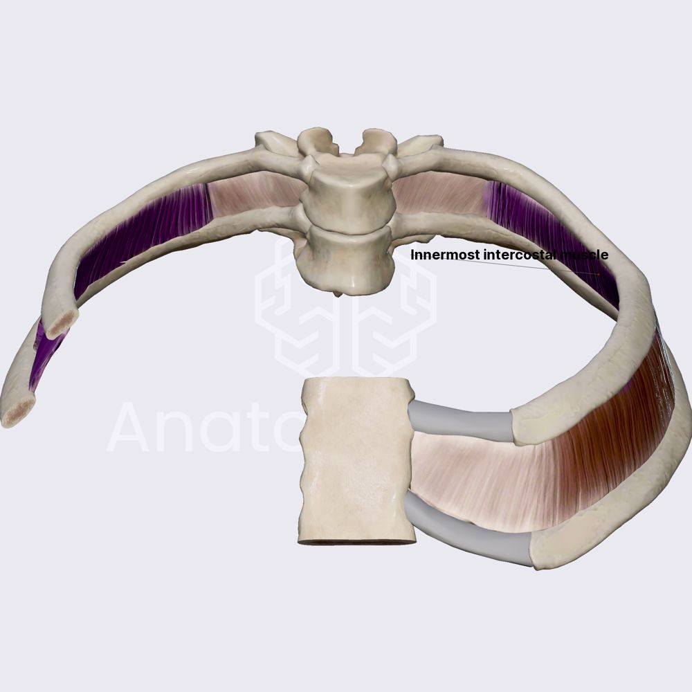 Innermost Intercostal Muscle