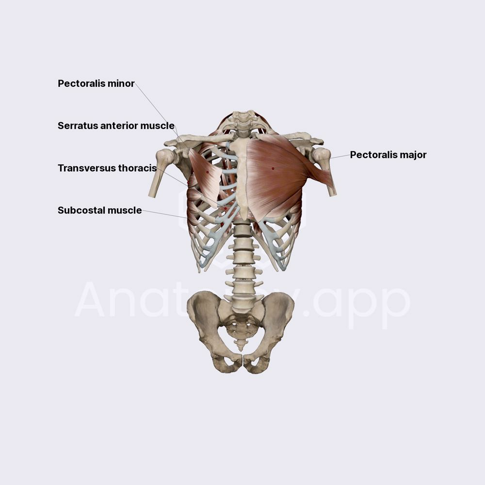 Rib Cage Muscles Labeled Muscles Of The Thoracic Wall 3d Anatomy