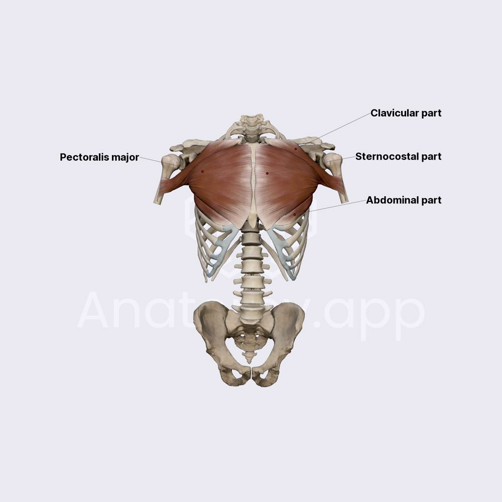 Pectoralis Major Origin And Insertion