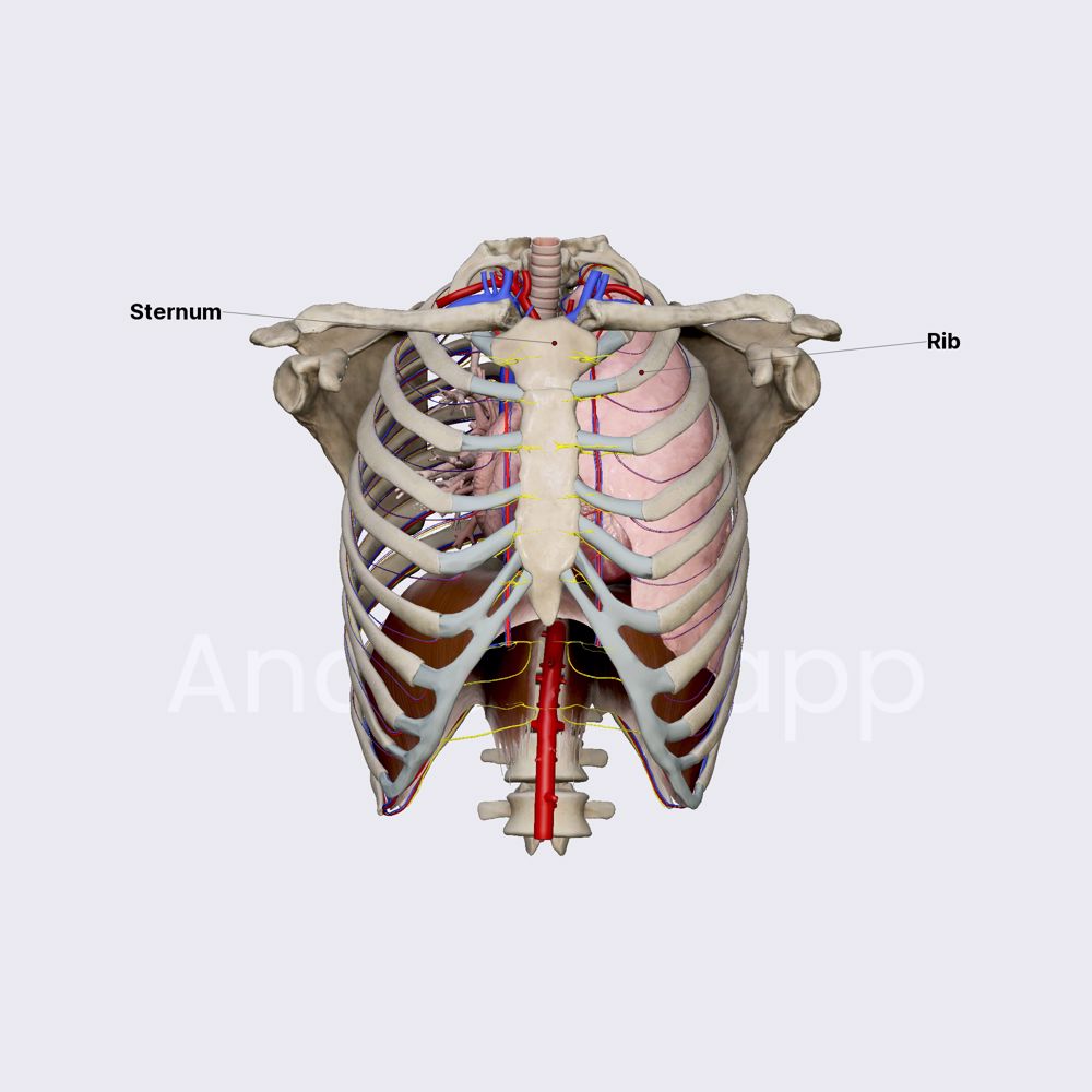Thorax Anatomy Anatomy Of Thorax And Abdomen, Illustration Stock