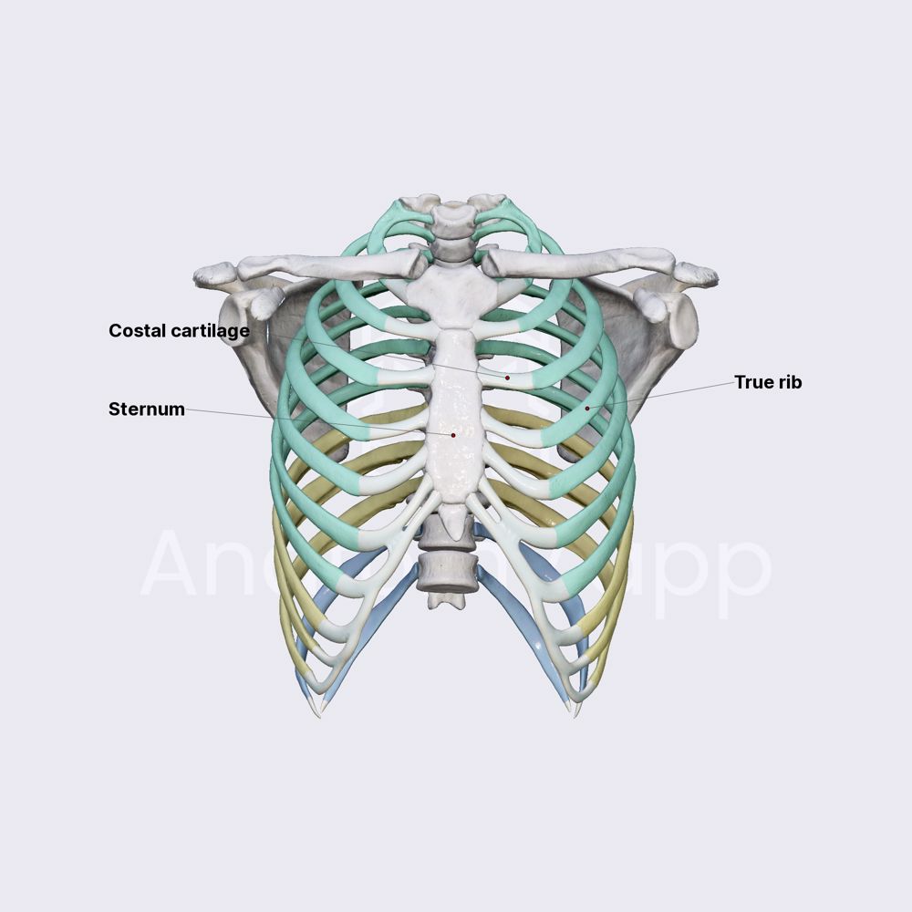 The Anatomy Of The Ribs And The Sternum And Their