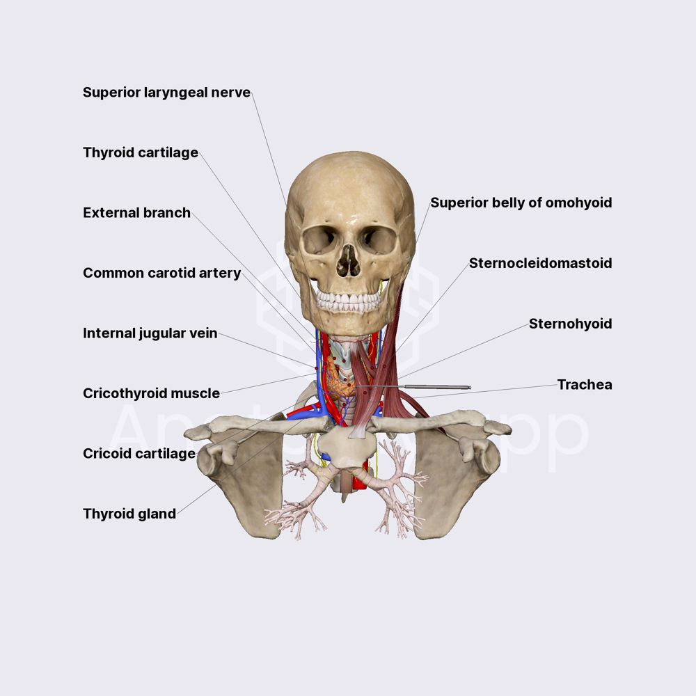 Thyroid Gland Gross Anatomy