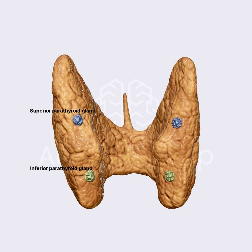 Parathyroid Gland Cadaver