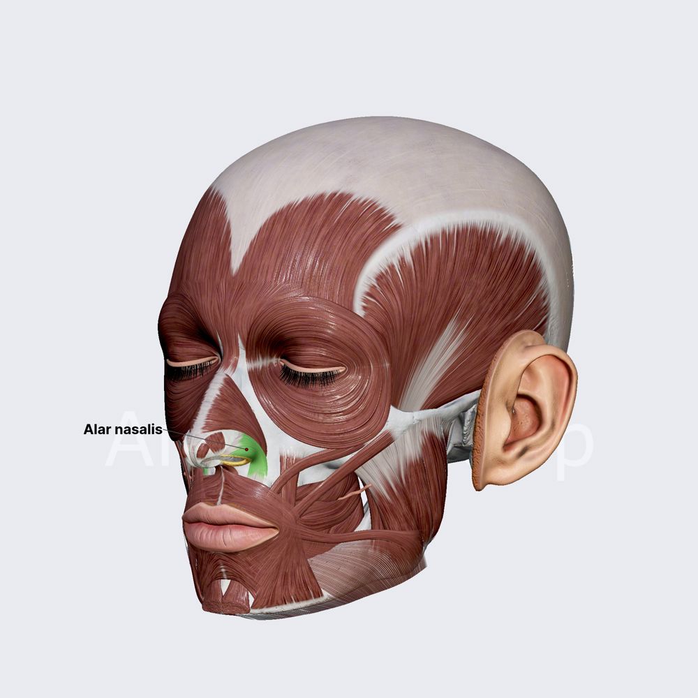 Nasalis Muscle