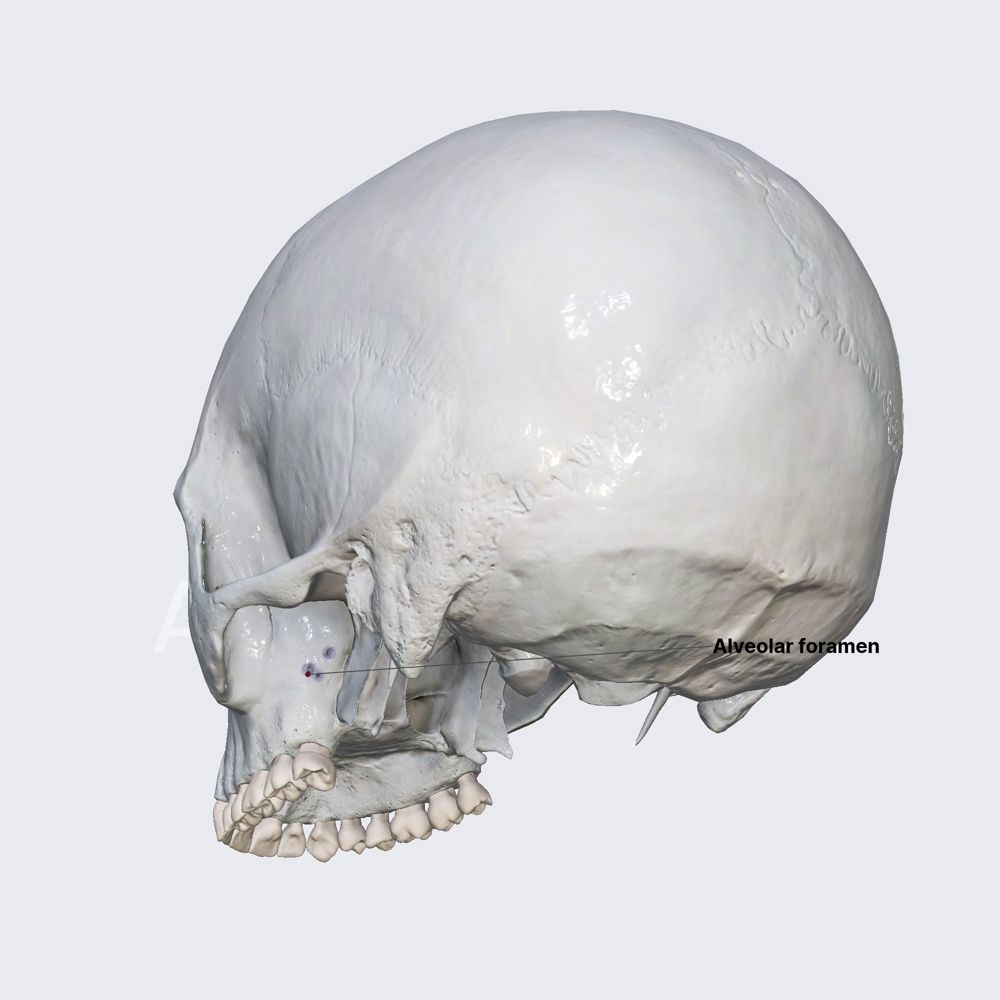 Foramen Alveolar Posterior Superior Nerves Of The Oral Cavity | Pocket