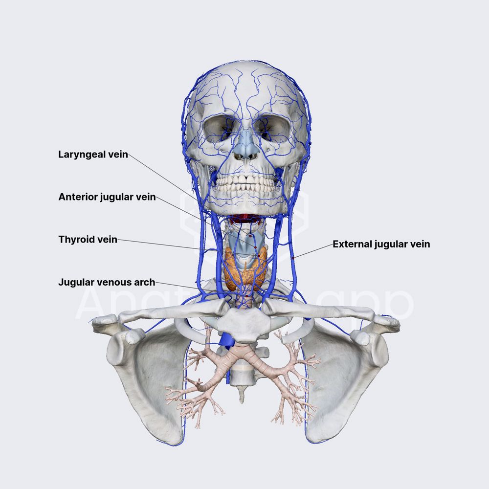 Jugular Vein Anatomy