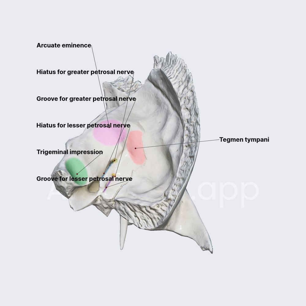Temporal Bone Petrous Part Anatomy Temporal Bone Anatomy