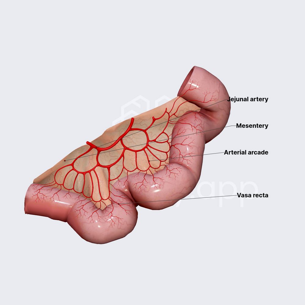 Vasa Recta Colon Colon, Cecum, And Appendix: Anatomy | Concise Medical