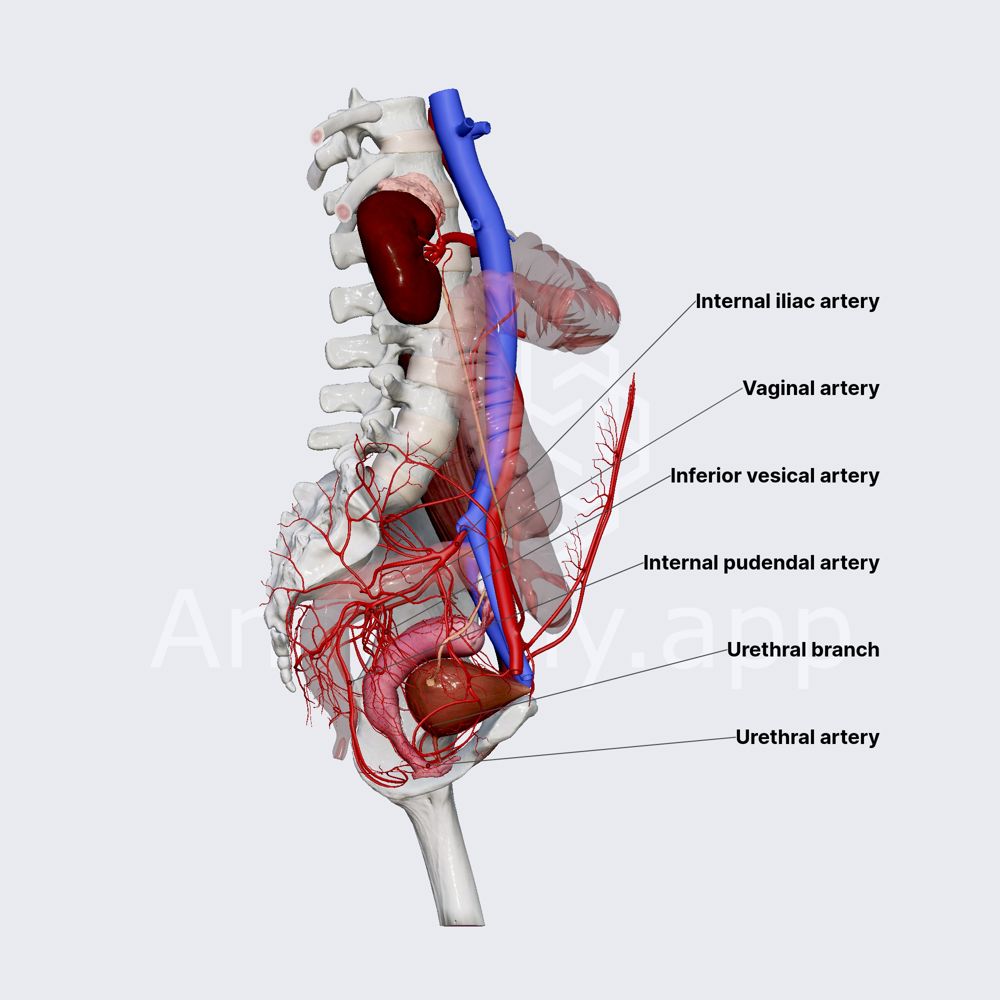 Female Anatomy Urethra
